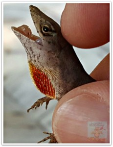 Captivating Critters And Creatures Of The Florida Keys