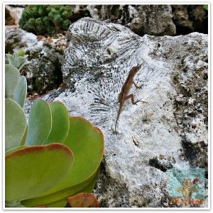 Captivating Critters And Creatures Of The Florida Keys